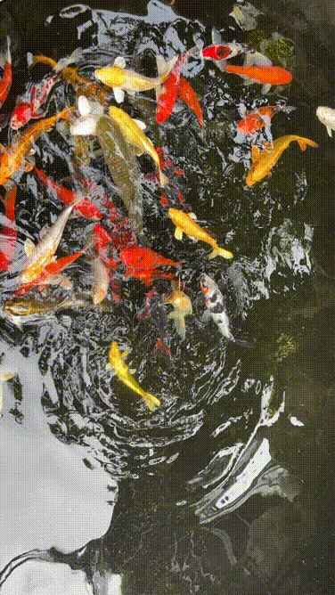 Loăng quăng | Viết bởi Nhân 1512