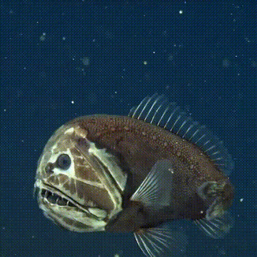 Cá răng nanh | Viết bởi Góc cô đơn