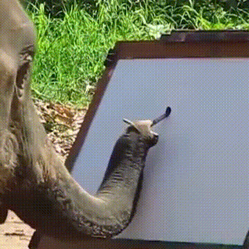 Cái vòi của nó vẽ được con voi thì cái vòi của mình cũng vẽ ra được con ...