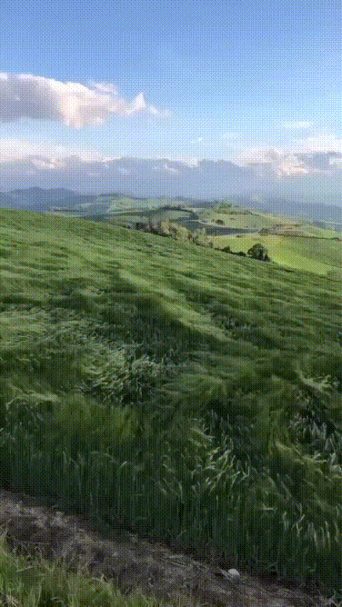 Grass Waves | Viết bởi Huy Nguyễn 1995