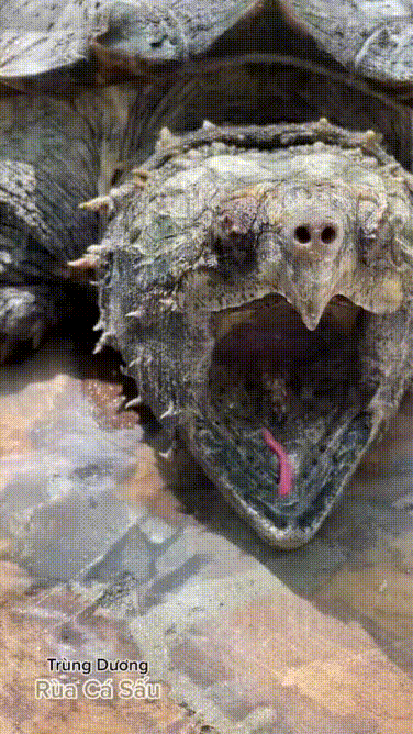 Rùa Cá Sấu - Alligator Snapping Turtle :D | Viết bởi Cuong Nb