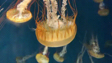 Đẹp nhưng mà độc | Viết bởi vailin