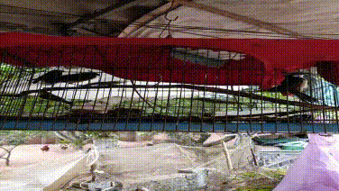 Chym chích chym ri là gì sáo sậu là cậu chào mào..là đồng bào với vẹt ...