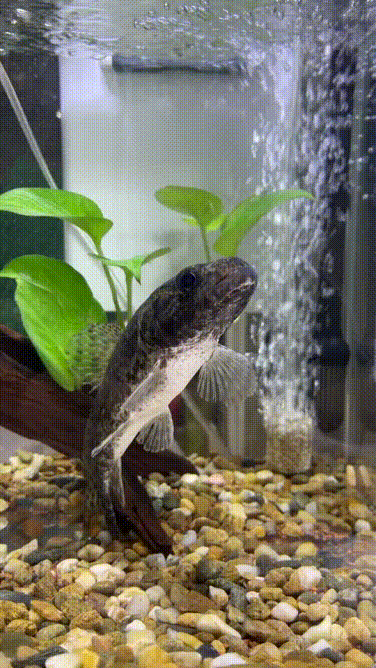 Hoplias aimara ăn mồi sâu nhỏ, em mới 22cm. Người ta gọi là cá sói vua ...