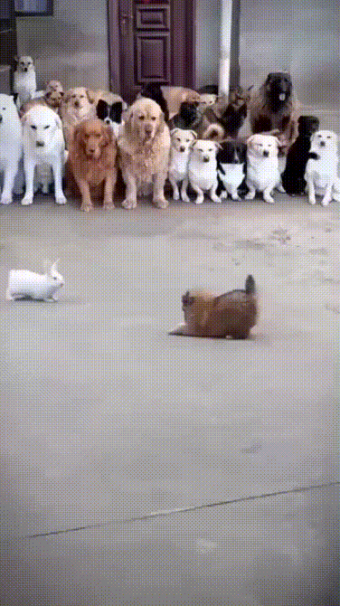 Nguyên cả dòng họ hồi hộp, mong chờ, hy vọng đến nó.. rồi tất cả đều ...