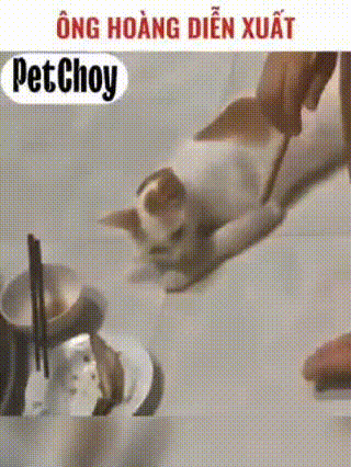 Có bàn chân lặng lẽ =}} | Viết bởi mig29f