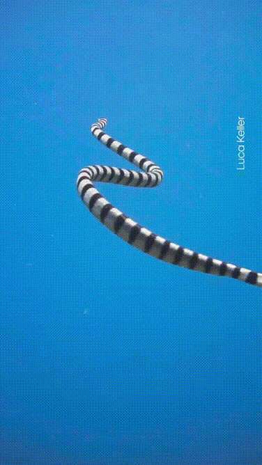 Yellow-lipped sea krait (Laticauda colubrina) | Viết bởi officialnpah