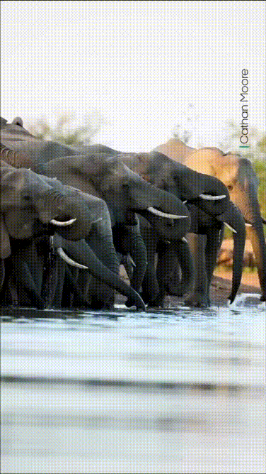 Vòi voi là một công cụ đáng kinh ngạc. Chúng không chỉ sử dụng nó như ...