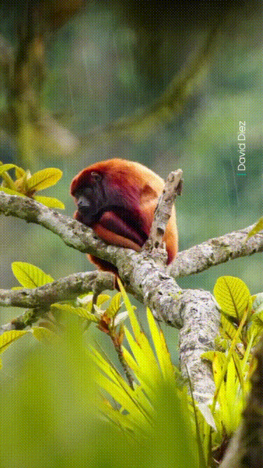 Red Howler Monkey (Alouatta seniculus) là một loài động vật thuộc họ ...