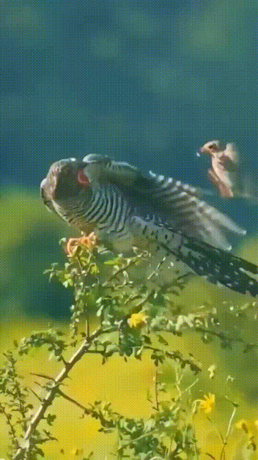 Chim cu gáy ném anh chị em ra khỏi tổ | Viết bởi Thanhnh091