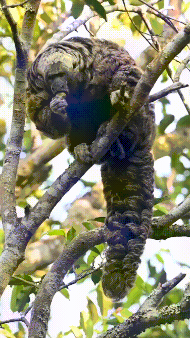 Chú khỉ Tapajós Saki (Pithecia mittermeieri) tuyệt vời với bộ lông dài ...