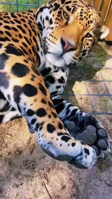 Đây là con béo chứ con báo gì nữa anh chị em | Viết bởi mig29f